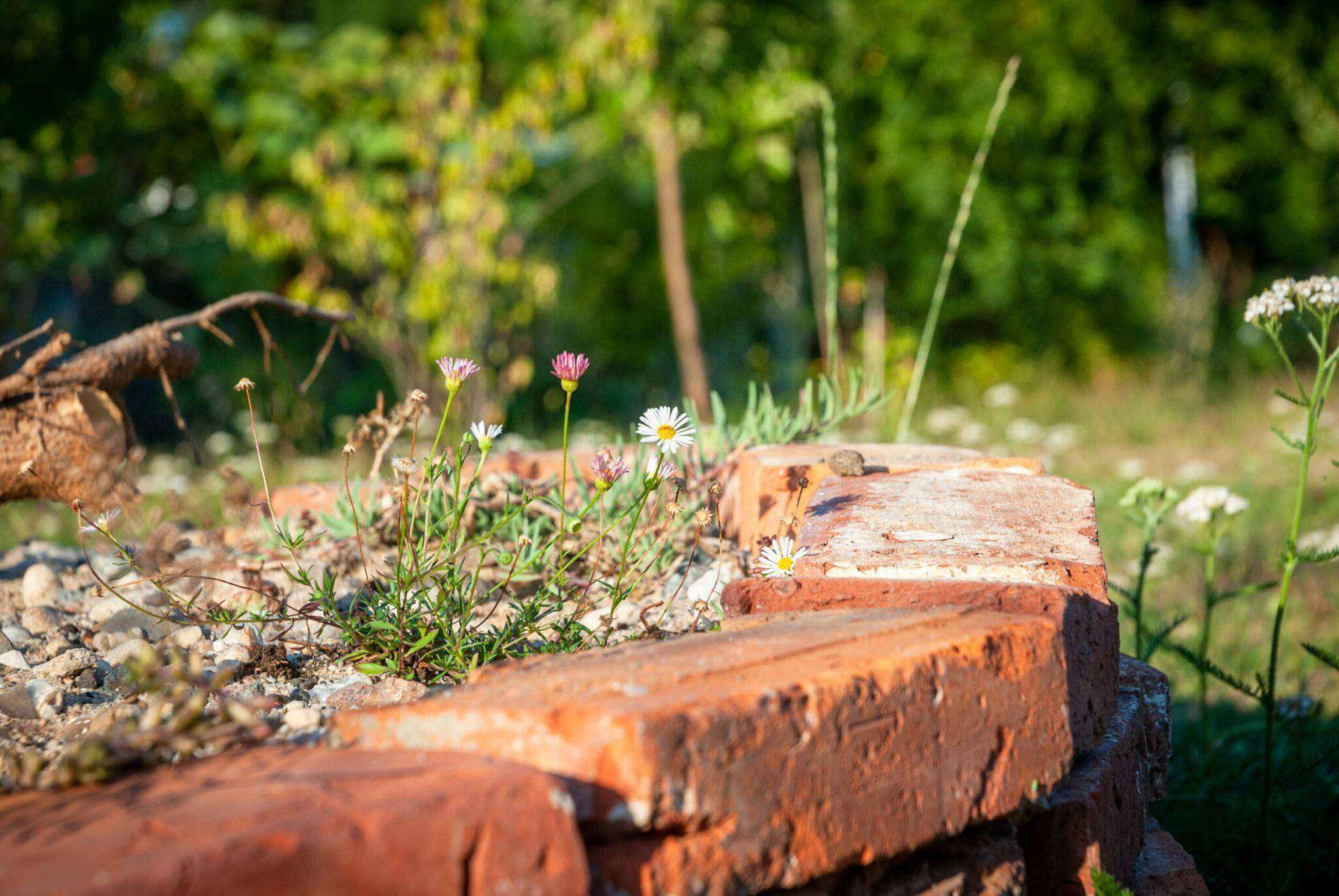 Trockenbeete anlegen: Anleitung + Pflanzentipps – Ein Stück Arbeit